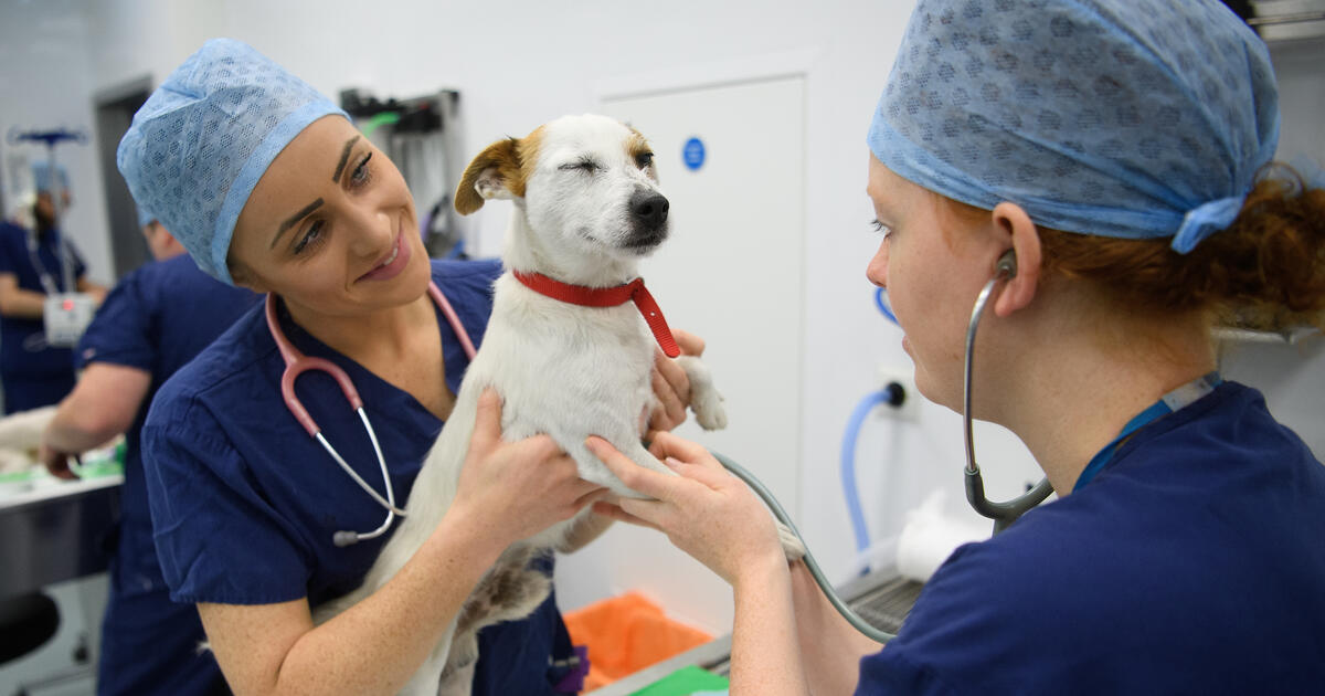 CMA pushes for major reforms in UK vet market