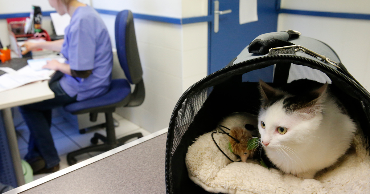 CMA investigation into UK vet market could have big implications for ...